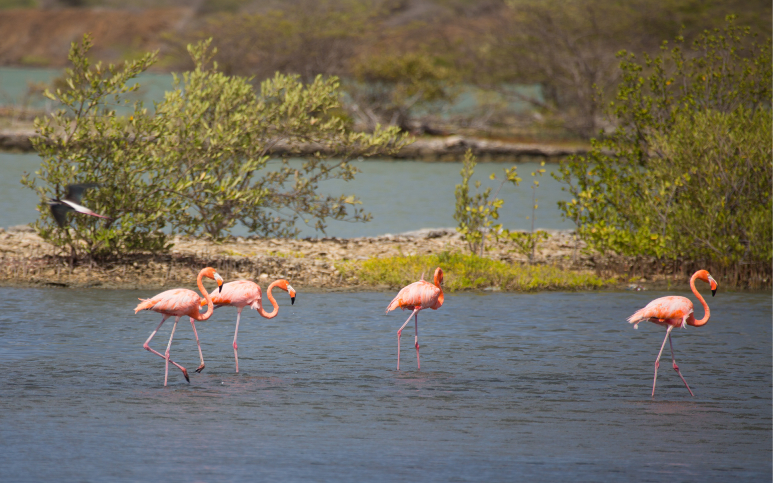 11 activités passionnantes pour les enfants à Curaçao | Family-Friendly ...